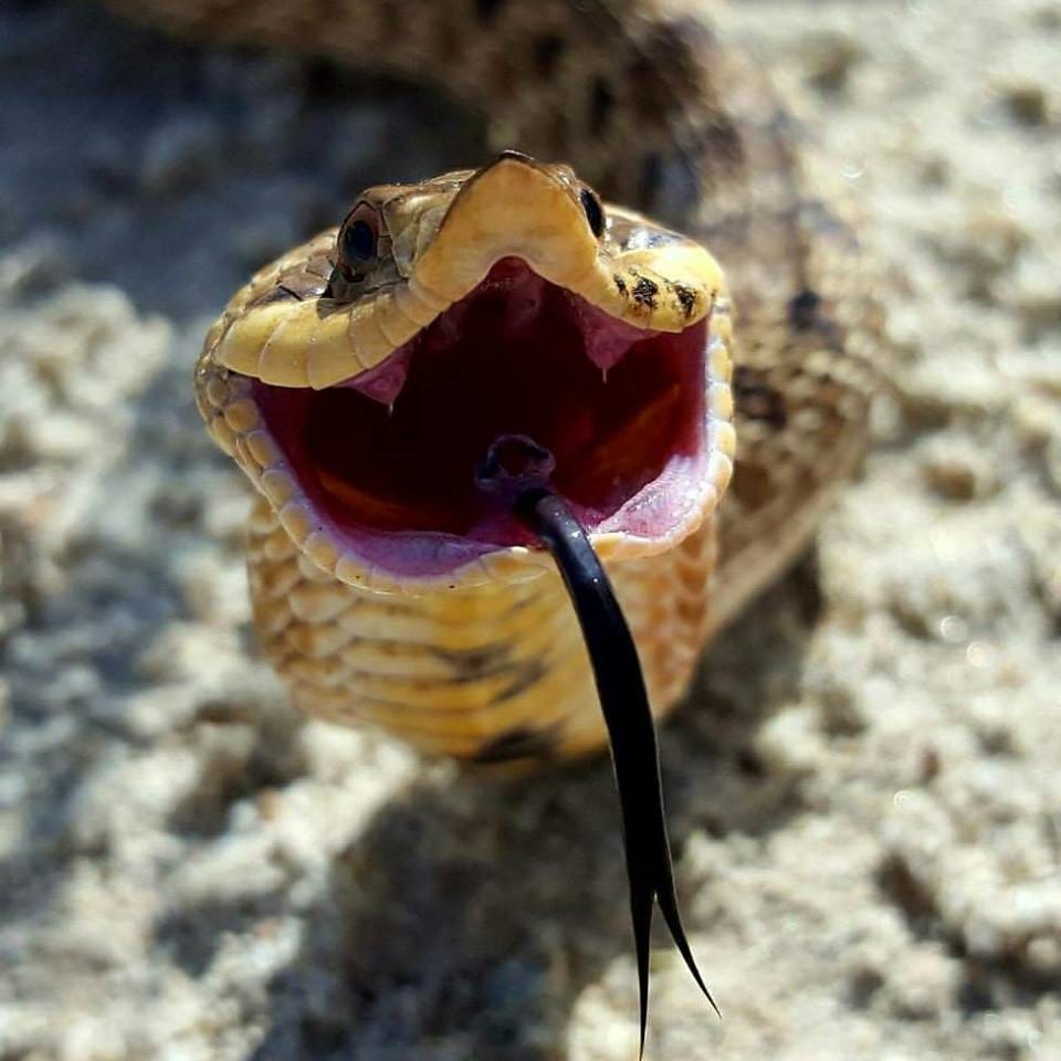 How NOT to Identify a Venomous Snake | by Micha Petty | The Natural ...