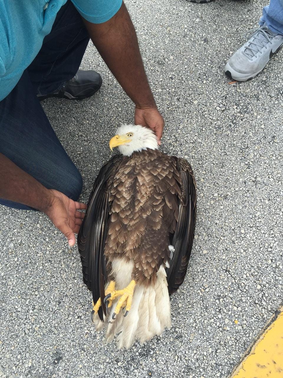 Bald eagle released after weeks of treatment | by Conservancy of SWFL ...