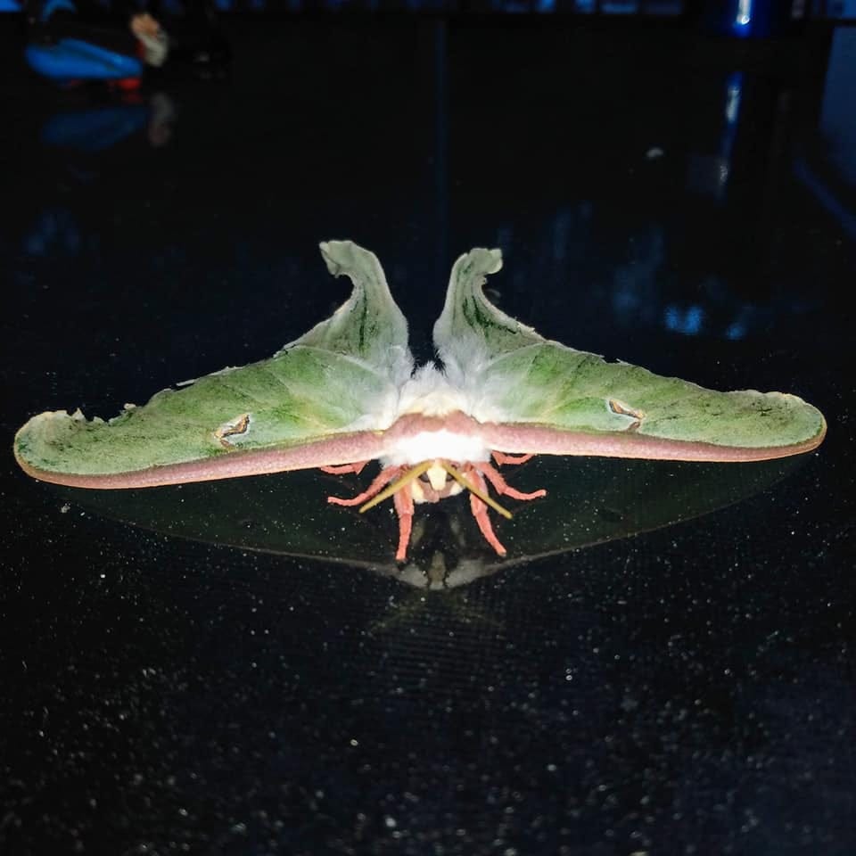 Creature: Luna Moth - The Daily Cuppa - Medium