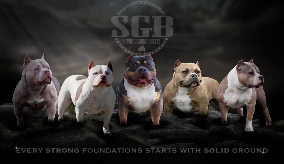 2017 BULLY KING Mascot Shamrock. Owned by Solid Ground Bullyz’ Arthur ...