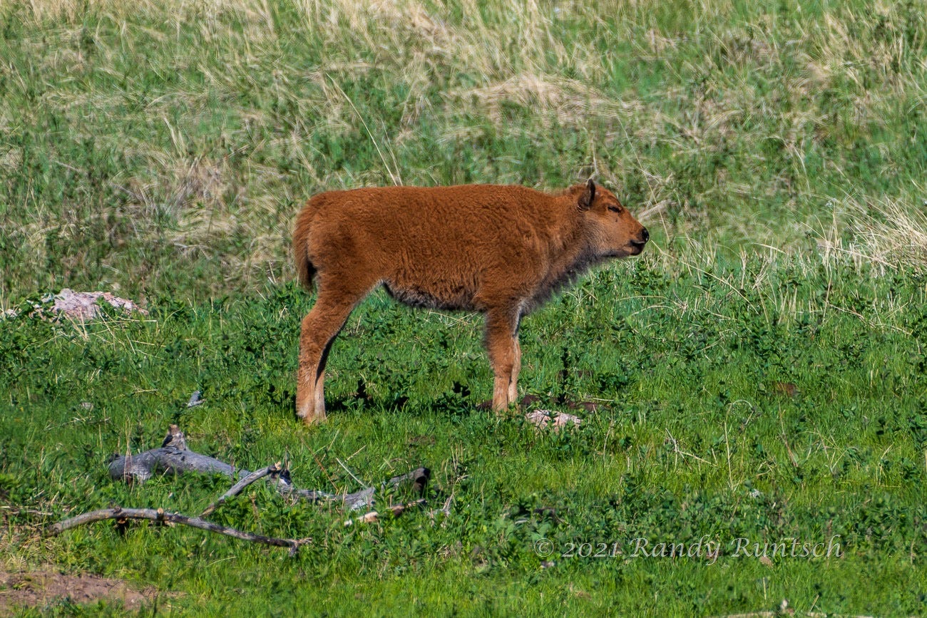 American Bison Calving Season in the Black Hills | by Randy Runtsch ...