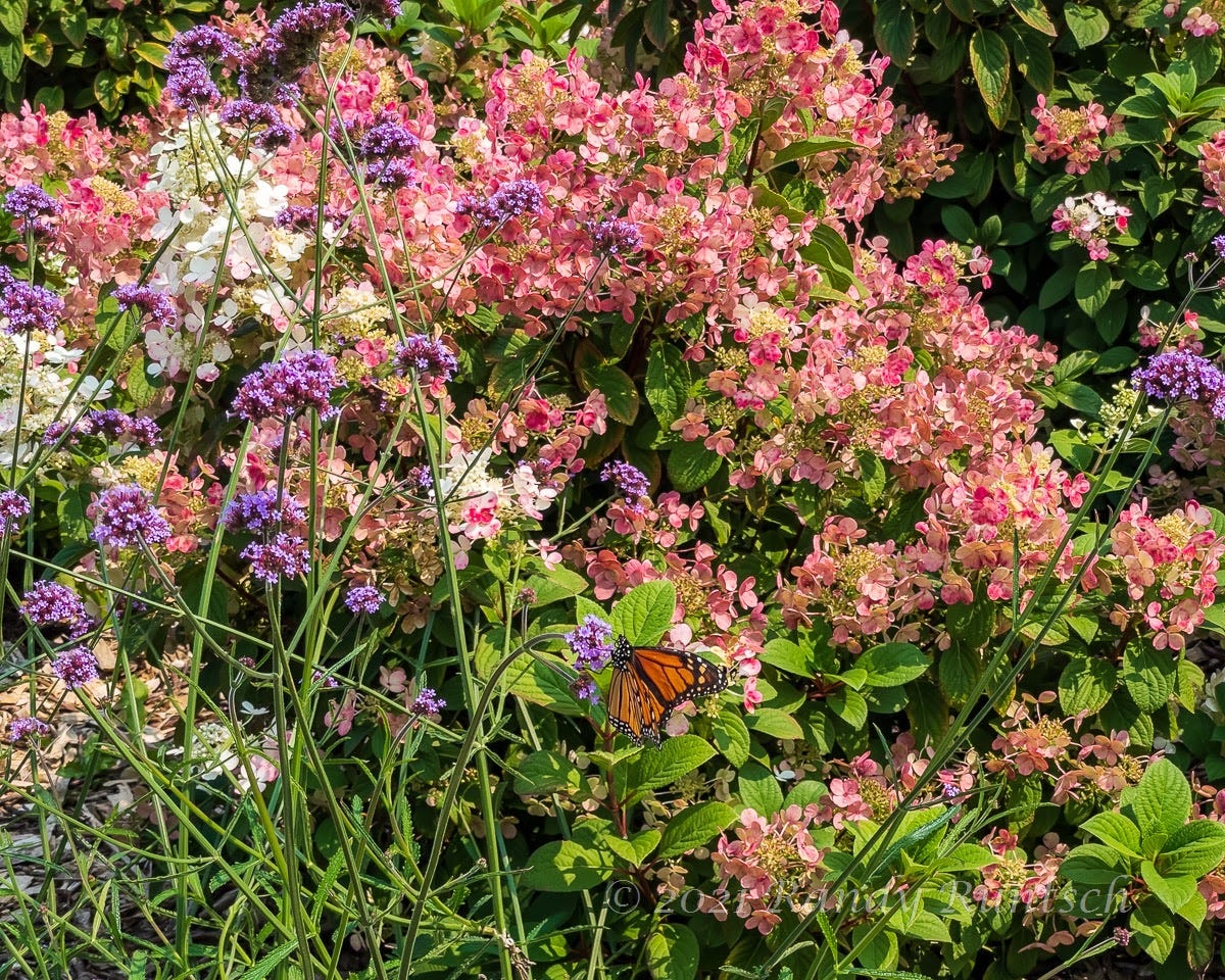 The Tranquil Beauty of the Duluth Rose Garden | by Randy Runtsch ...