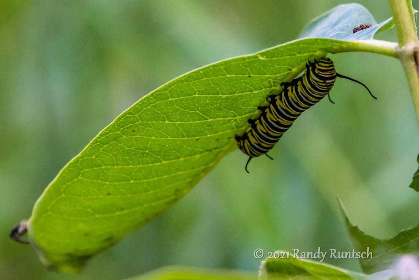 The Beauty of Butterflies. Butterflies enrich our world through… | by ...
