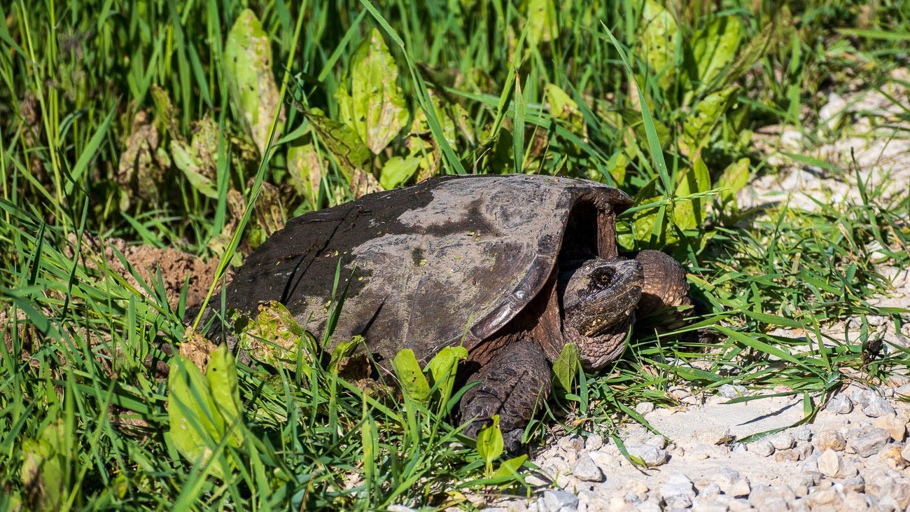 A Nesting Common Snapping Turtle. Common snapping turtles can be… | by ...