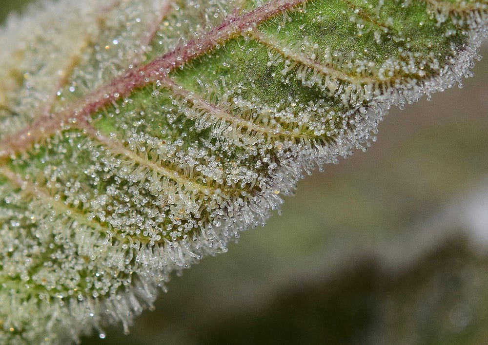 TRICHOME TUESDAY: Golden Strawberries | by DOPE Magazine | DOPE ...