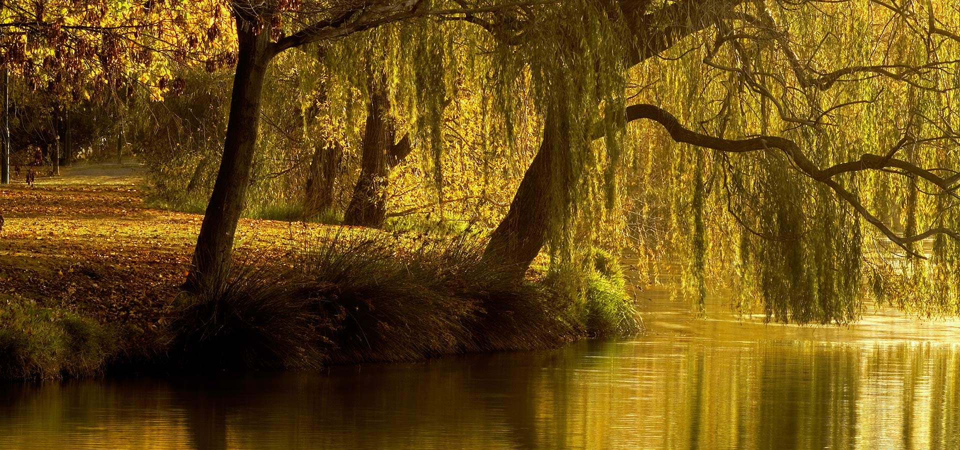 Scientists have discovered cancer-killing ‘miyabeacin’ in the Willow ...