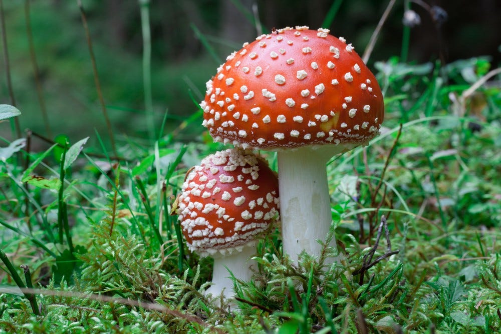 Mushroom Classification Using Visualization By Prabhath R Analytics Vidhya Medium
