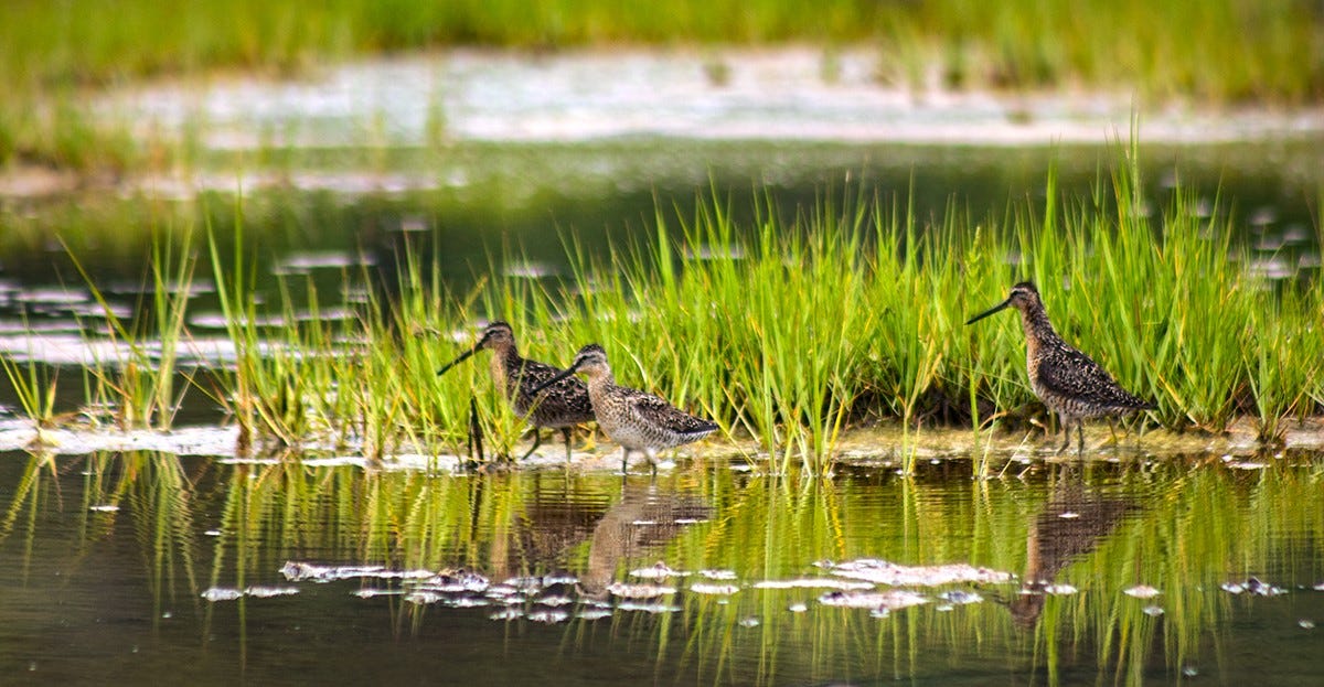 Sense of wonder in the field: Salt marsh majesty | by U.S. Fish ...