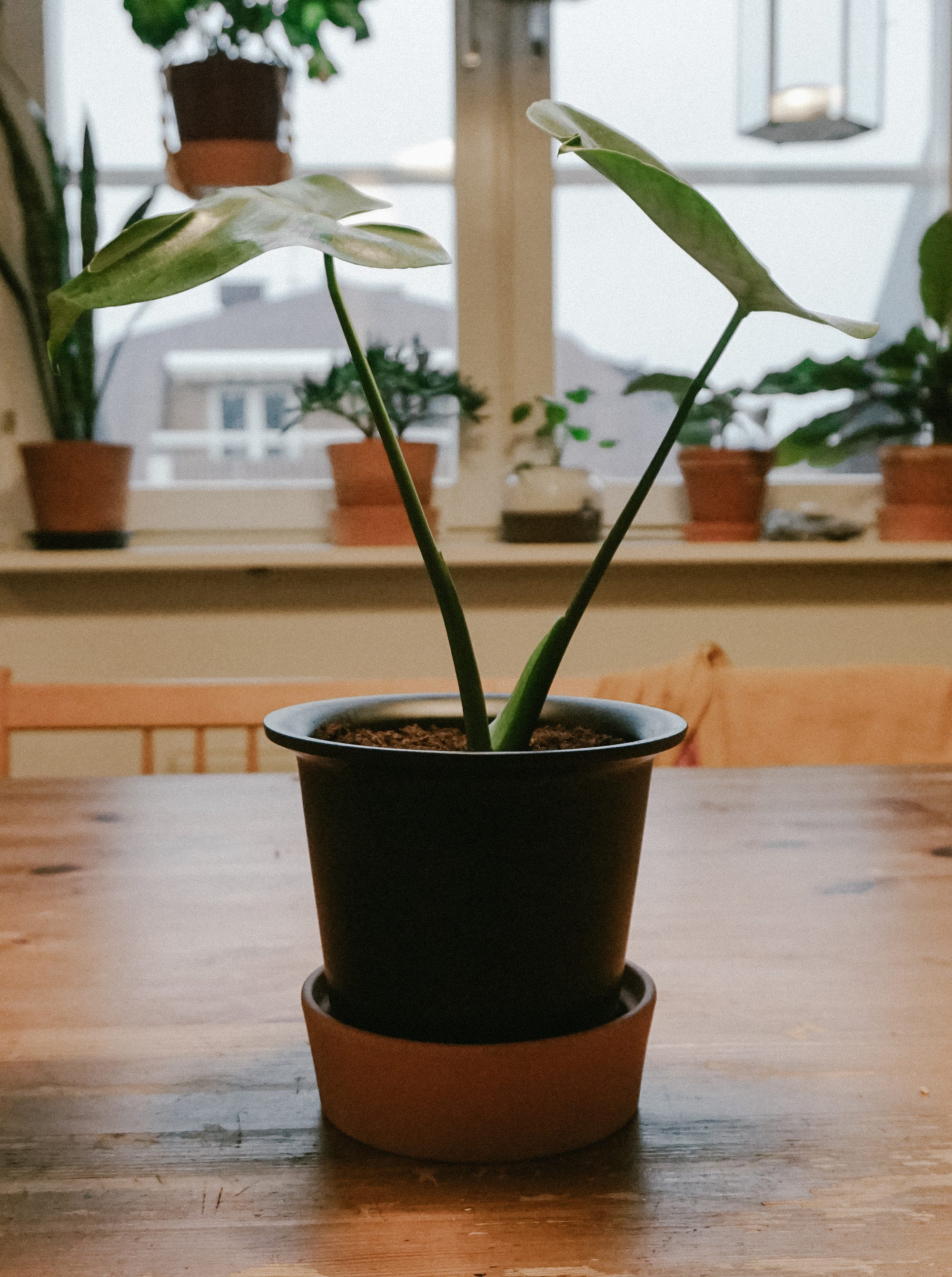 Planterar om en misslyckad Monstera | by Mattias Mattisson ...