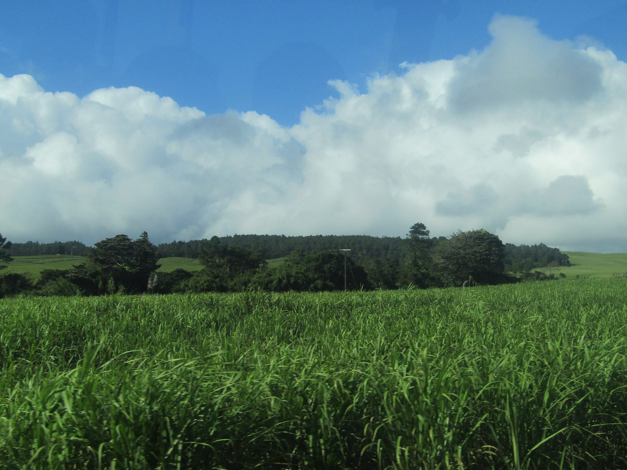 Mauritius —Forests, Sugarcane and Dodo | by Rohit Bandri | Joys of ...