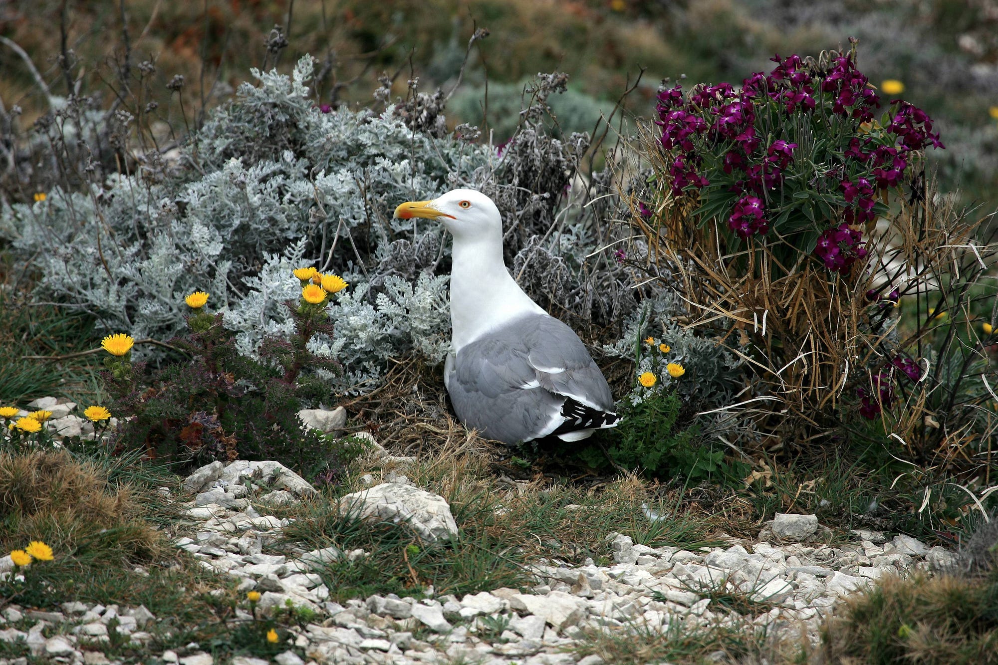 Parc National des Calanques, une biodiversité remarquable