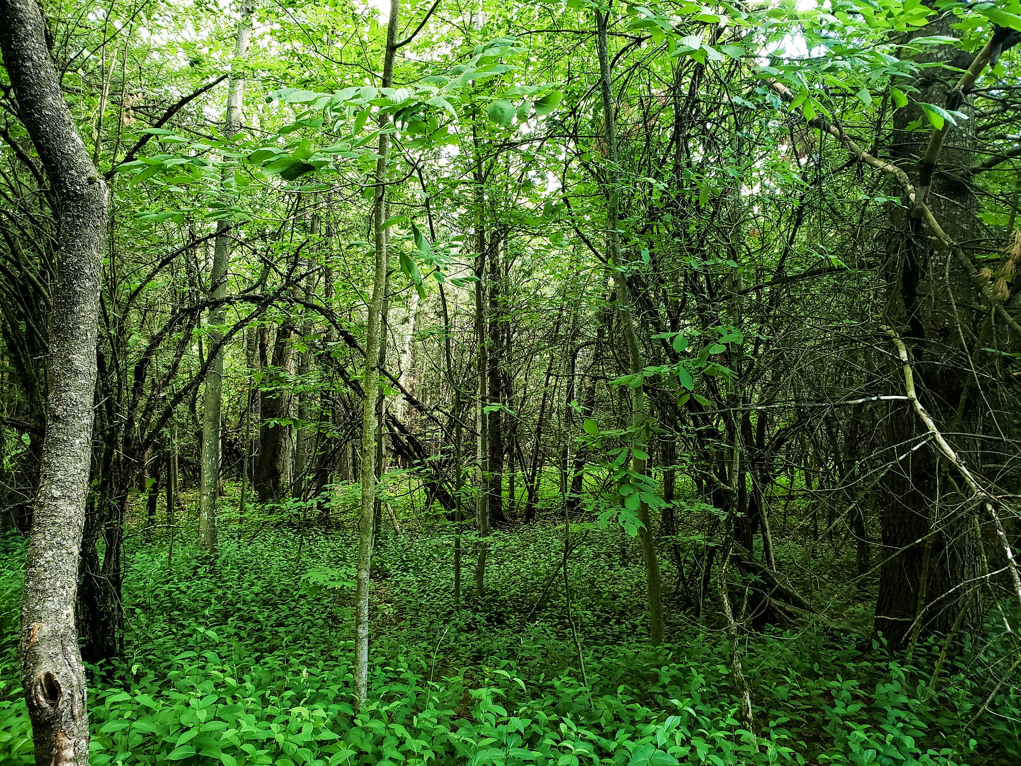 An Exploration of Valley Lands, Dry Uplands, & Wet Woodlands | World ...