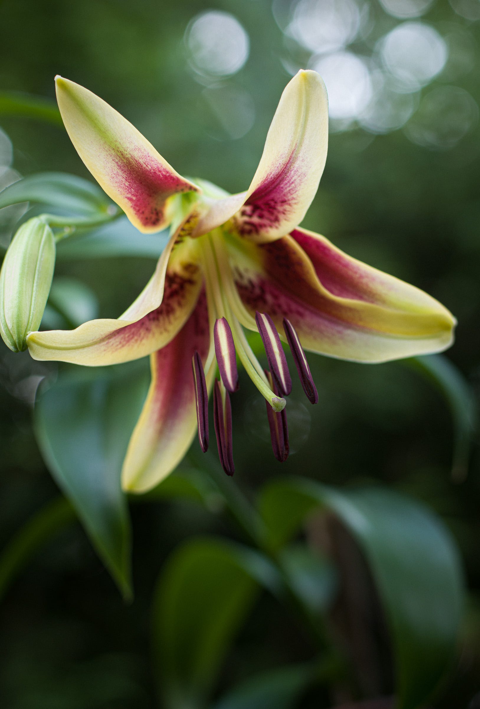 Orienpet and Other Lillium in Our Garden | by Louise Peacock | SNAPSHOTS | Medium