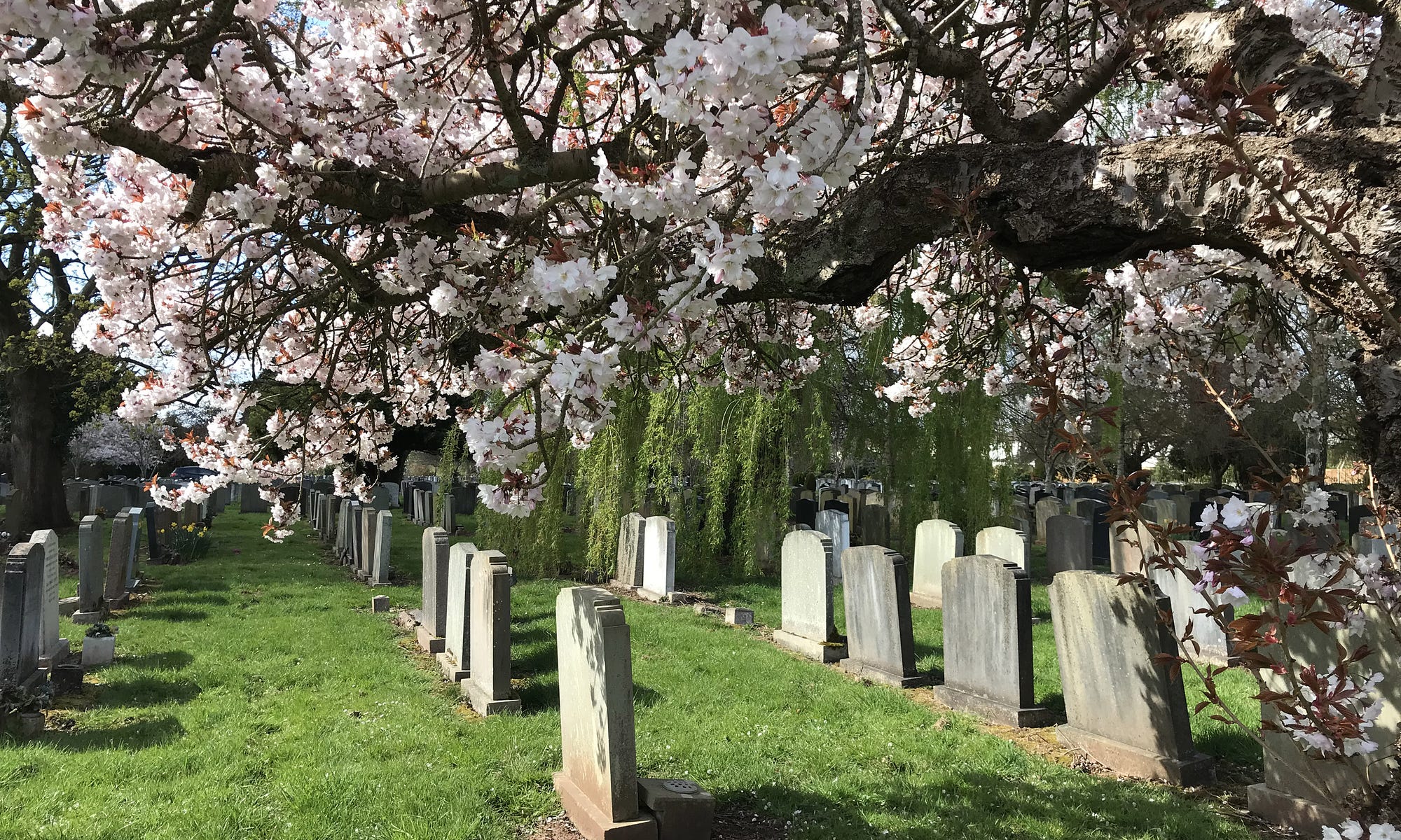 New Life in the Graveyard - SNAPSHOTS - Medium