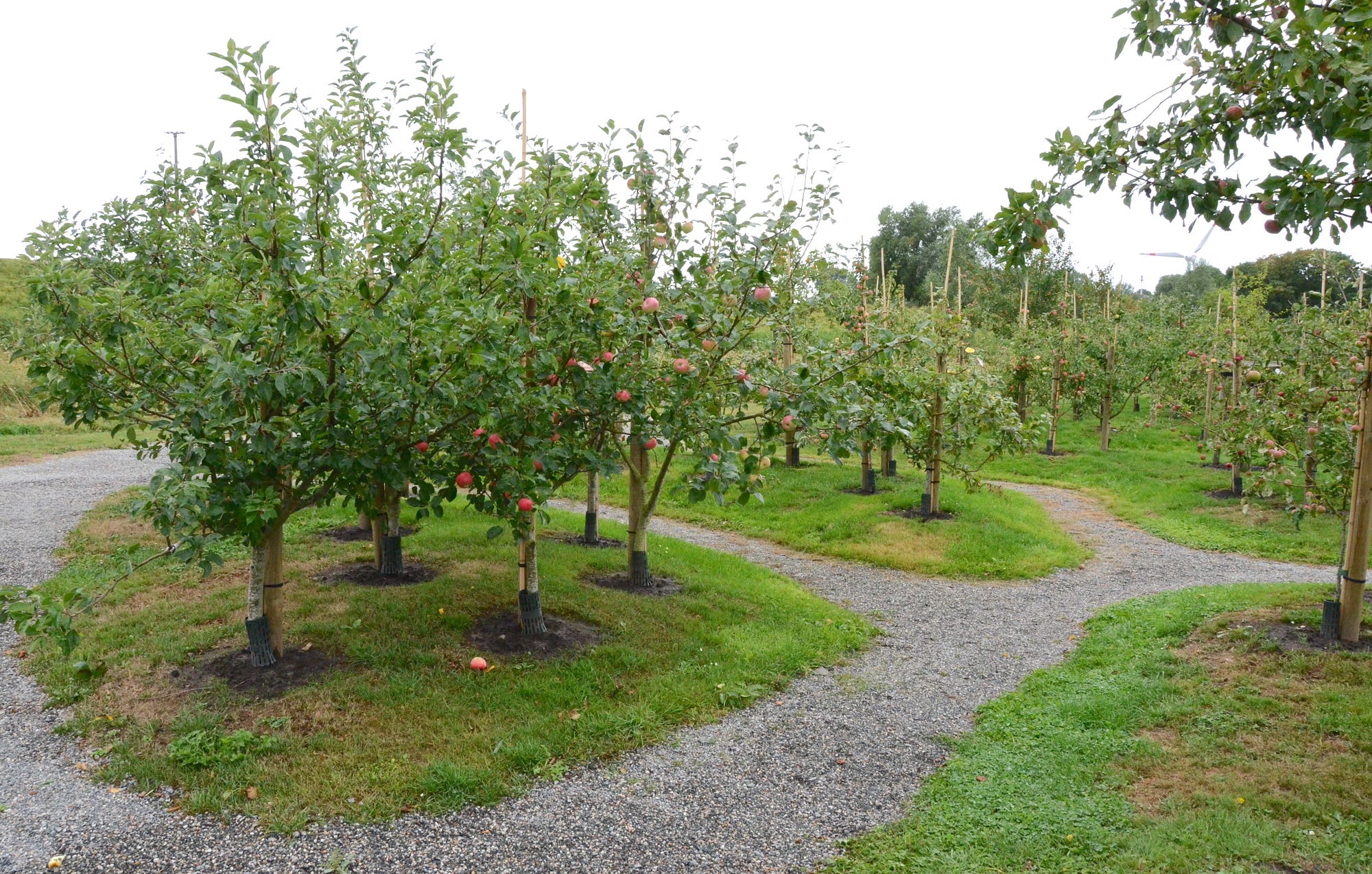 29. One-day visit to Pomarium in Emden, great place in NW Germany. | by ...