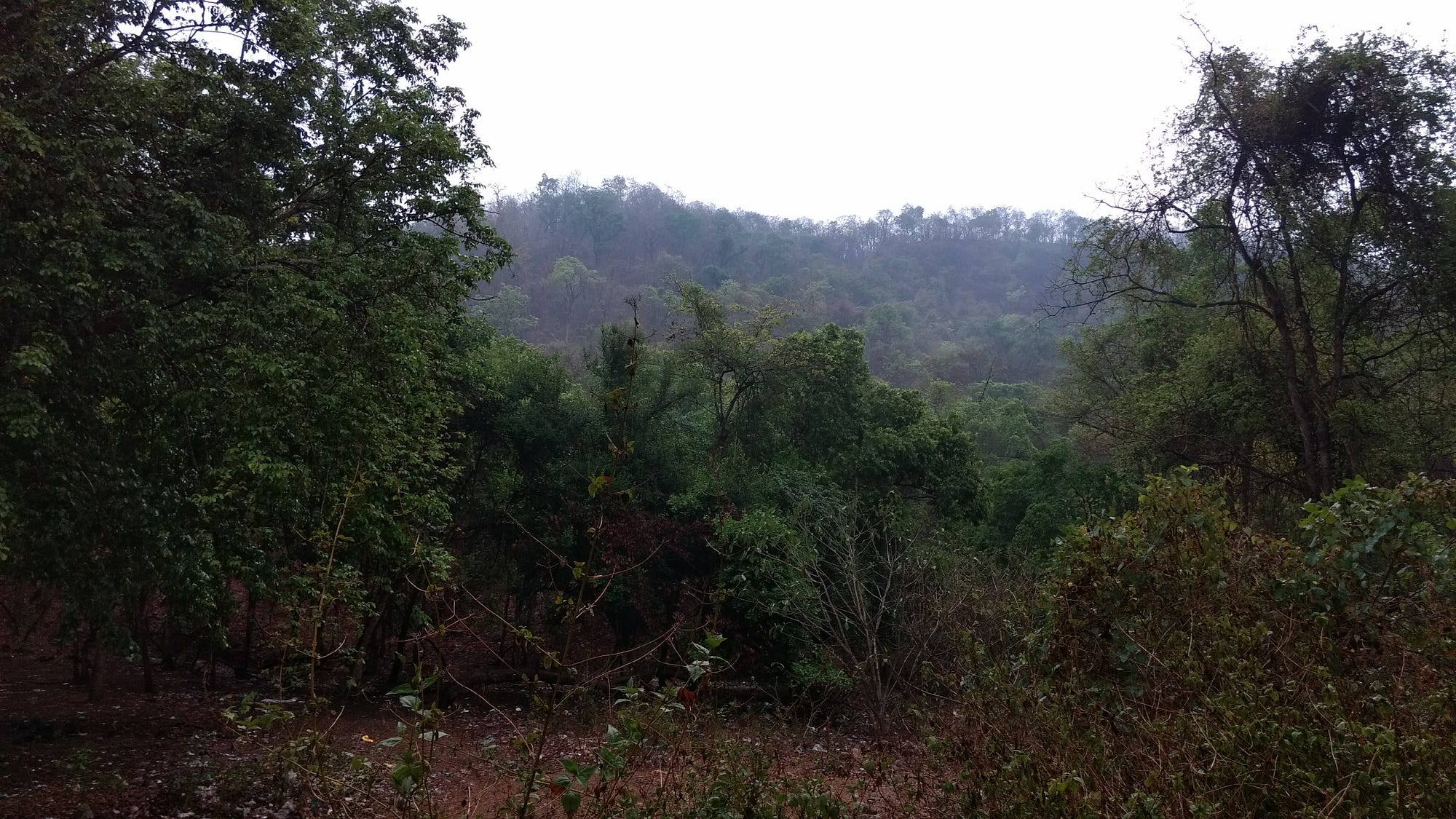 Birding trip to Gubbala Mangamma Talli Temple and Parnasala 26th to ...