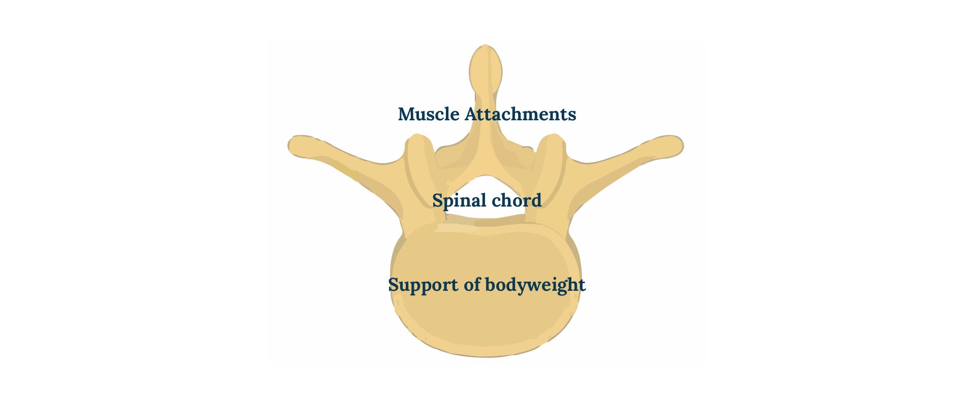 The Most Important Structure In Good Posture: Your Spine | by Good ...