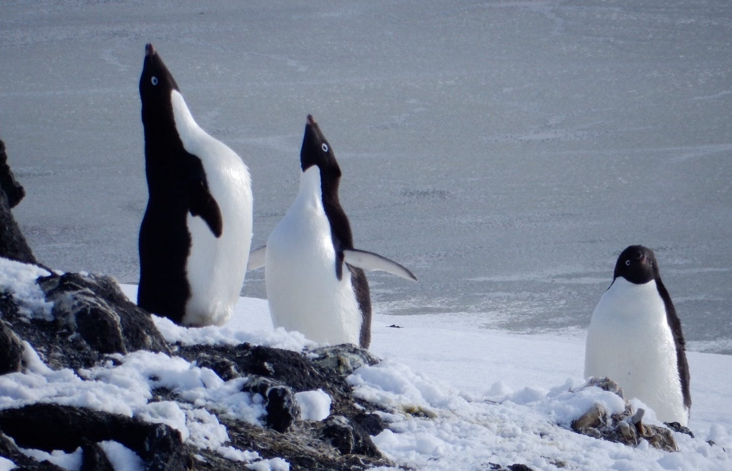 NOAA on the front lines in fascinating, foreboding Antarctica | by NOAA ...