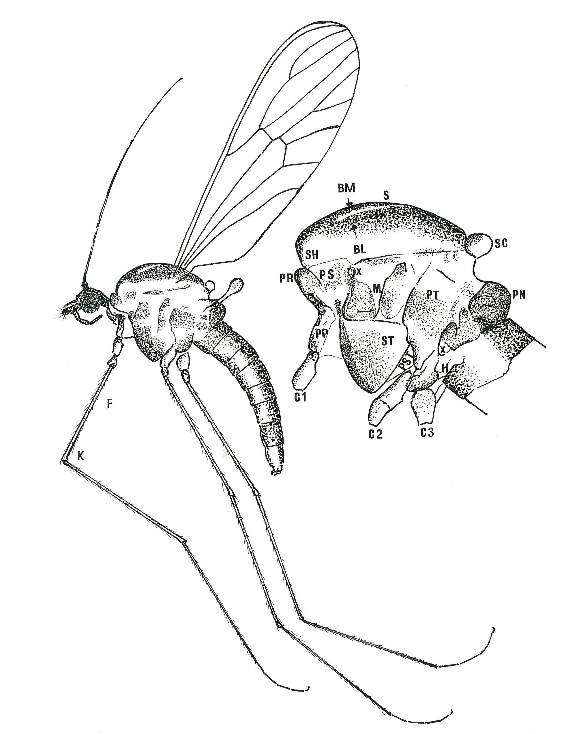 What’s the point of midges — and how do you stop them biting? | by ...