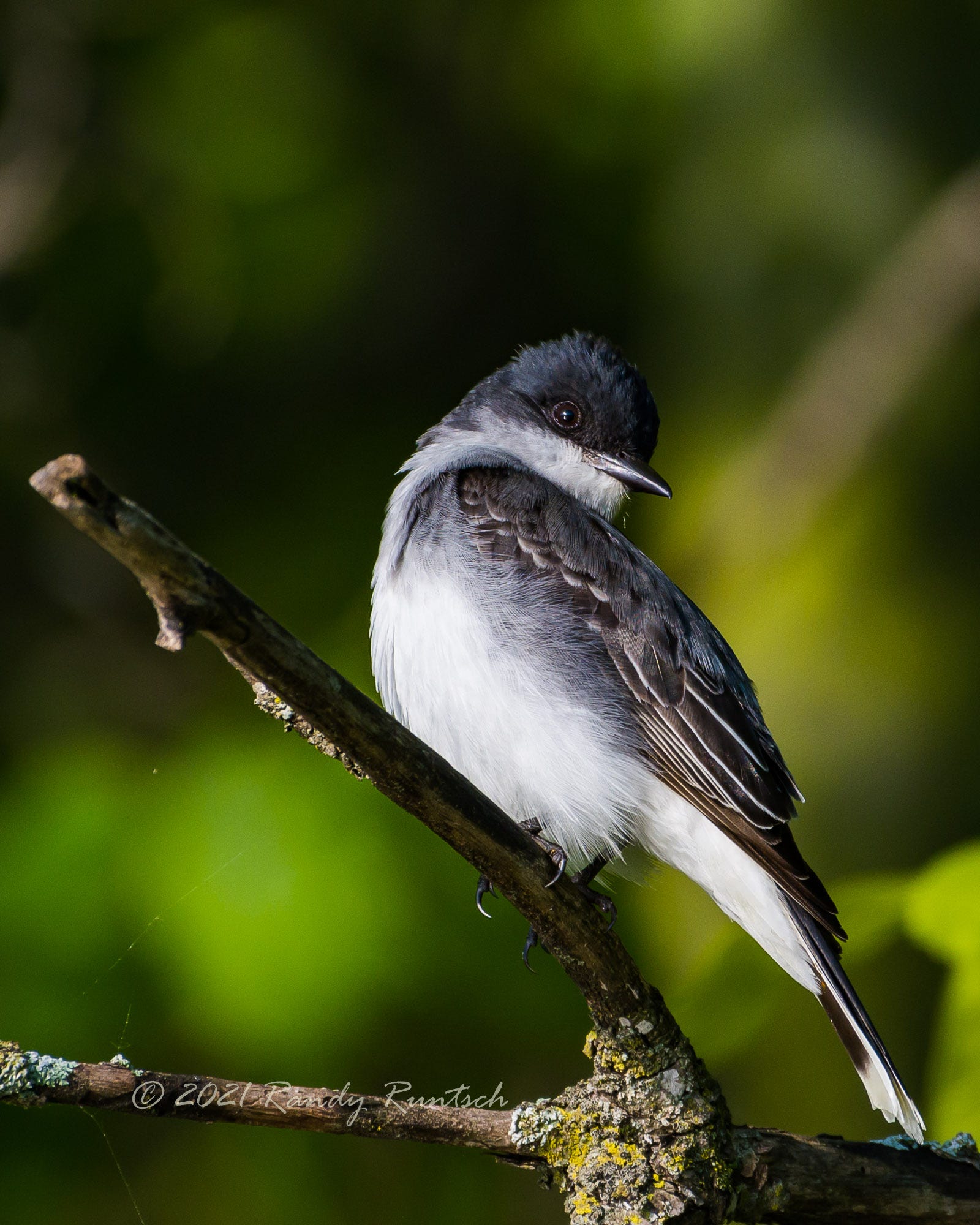 The Photogenic Eastern Kingbird. Eastern kingbirds sit calmly on their ...