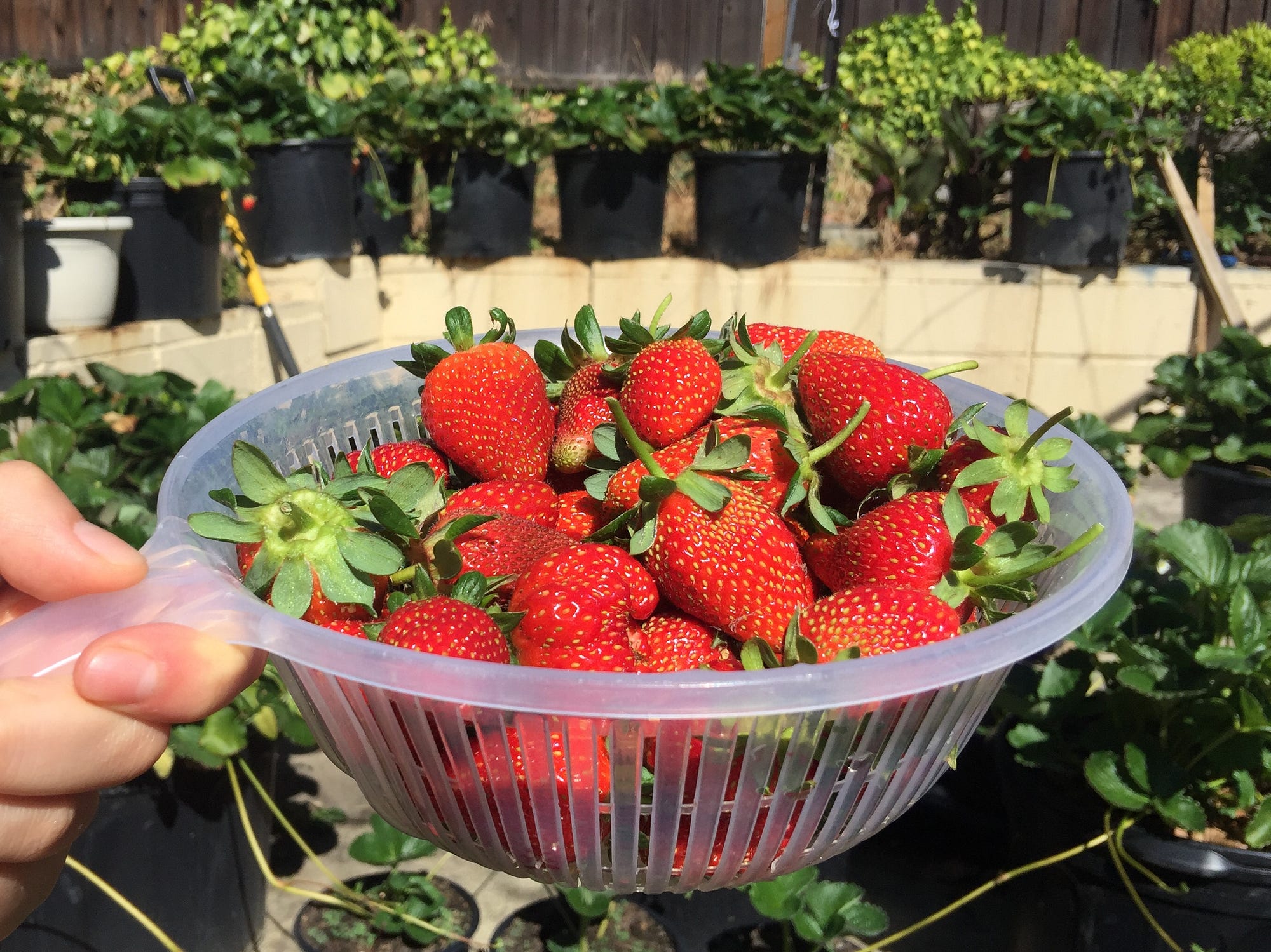 Summer Strawberries from an Unexpected Gardener | by Alysa Suleiman ...