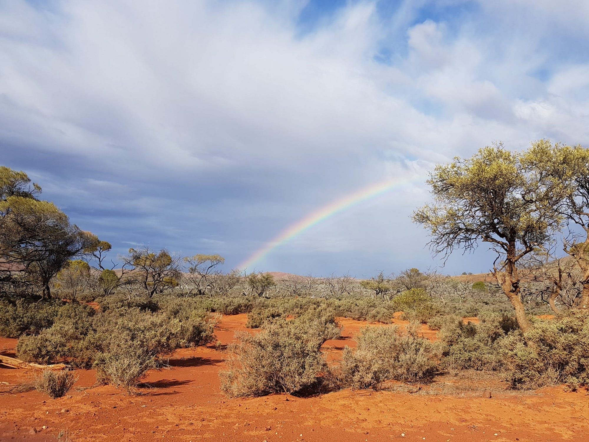 Rain in the Outback. A sign of new life | by Bronwen Scott | For Awe ...
