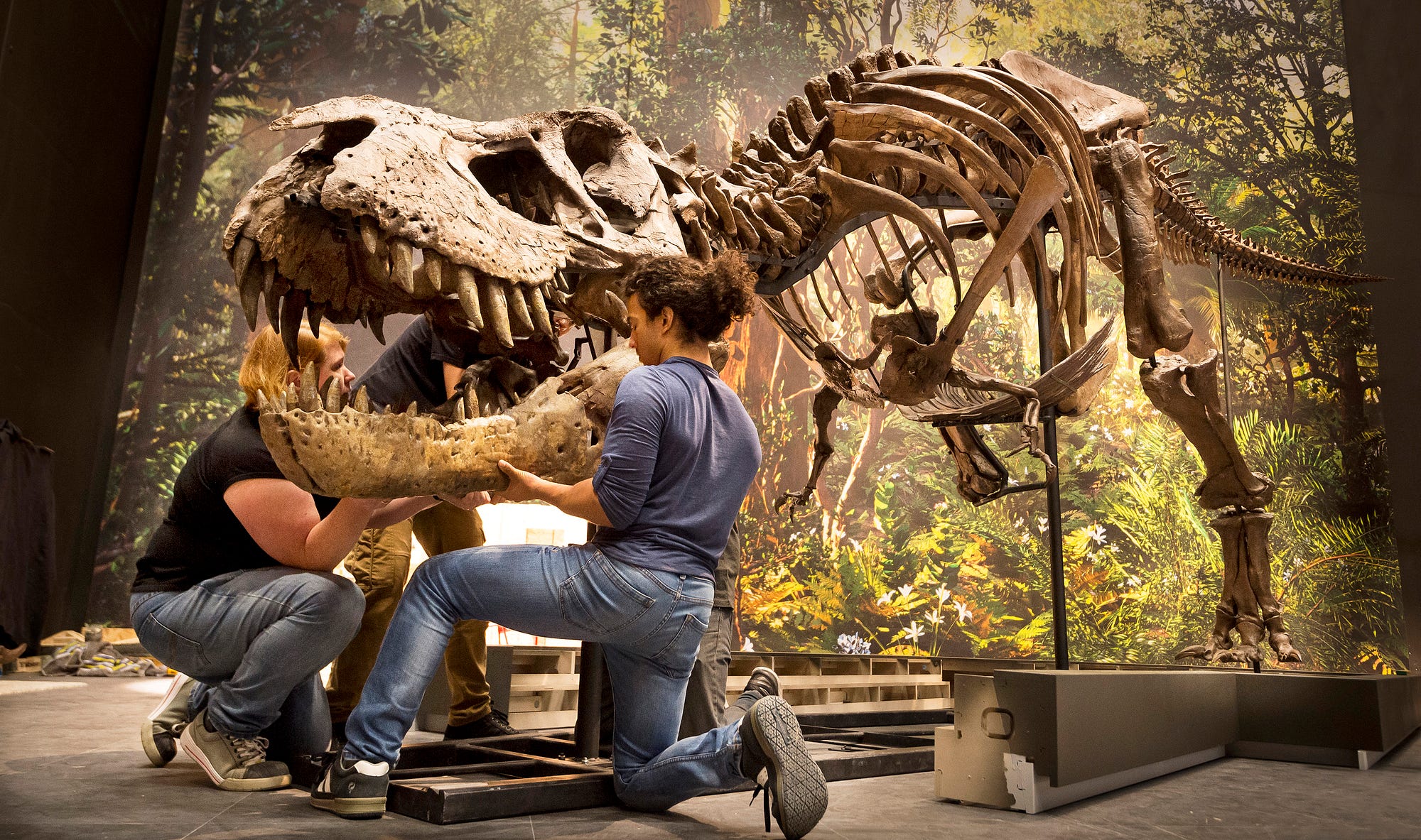 Beleef het nieuwe Naturalis mét de app | by Martin Kool | Medium