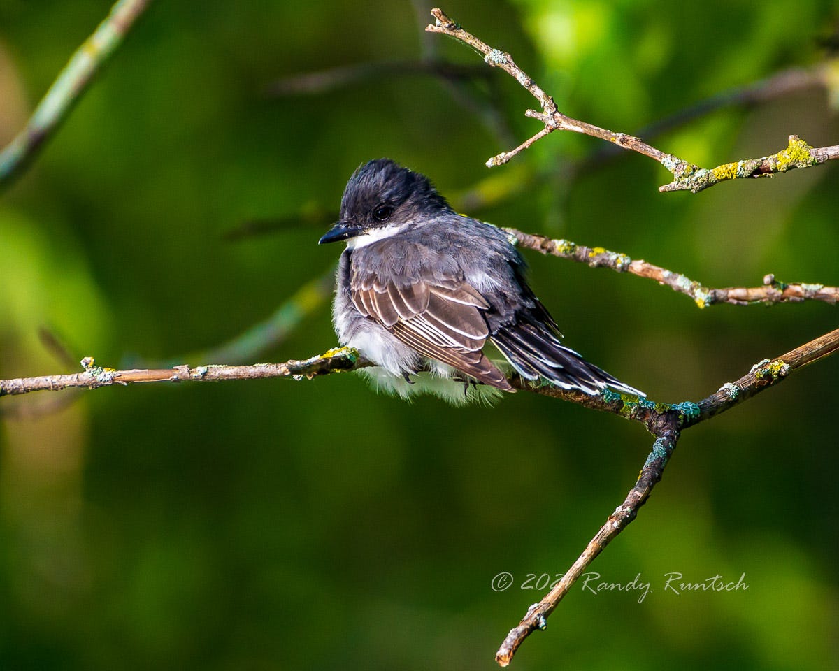 The Photogenic Eastern Kingbird. Eastern kingbirds sit calmly on their ...