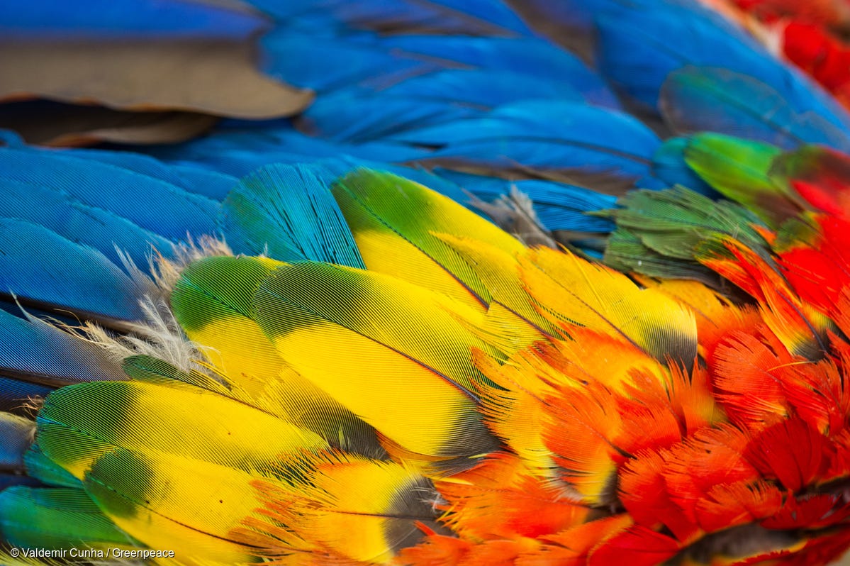 In pictures: the astonishing beauty of forests | by Greenpeace UK | Medium
