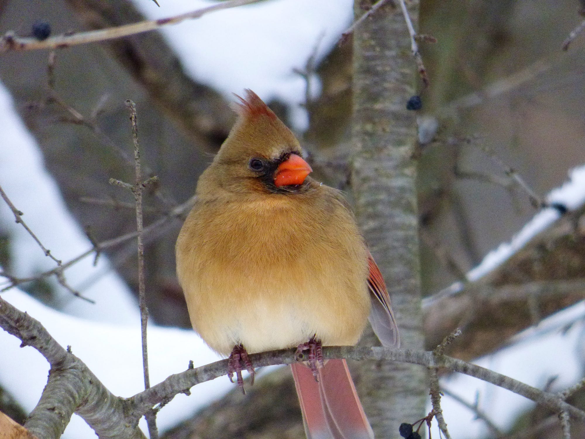 Natural Hamilton in Pictures: Birds - Natural Hamilton in Pictures - Medium