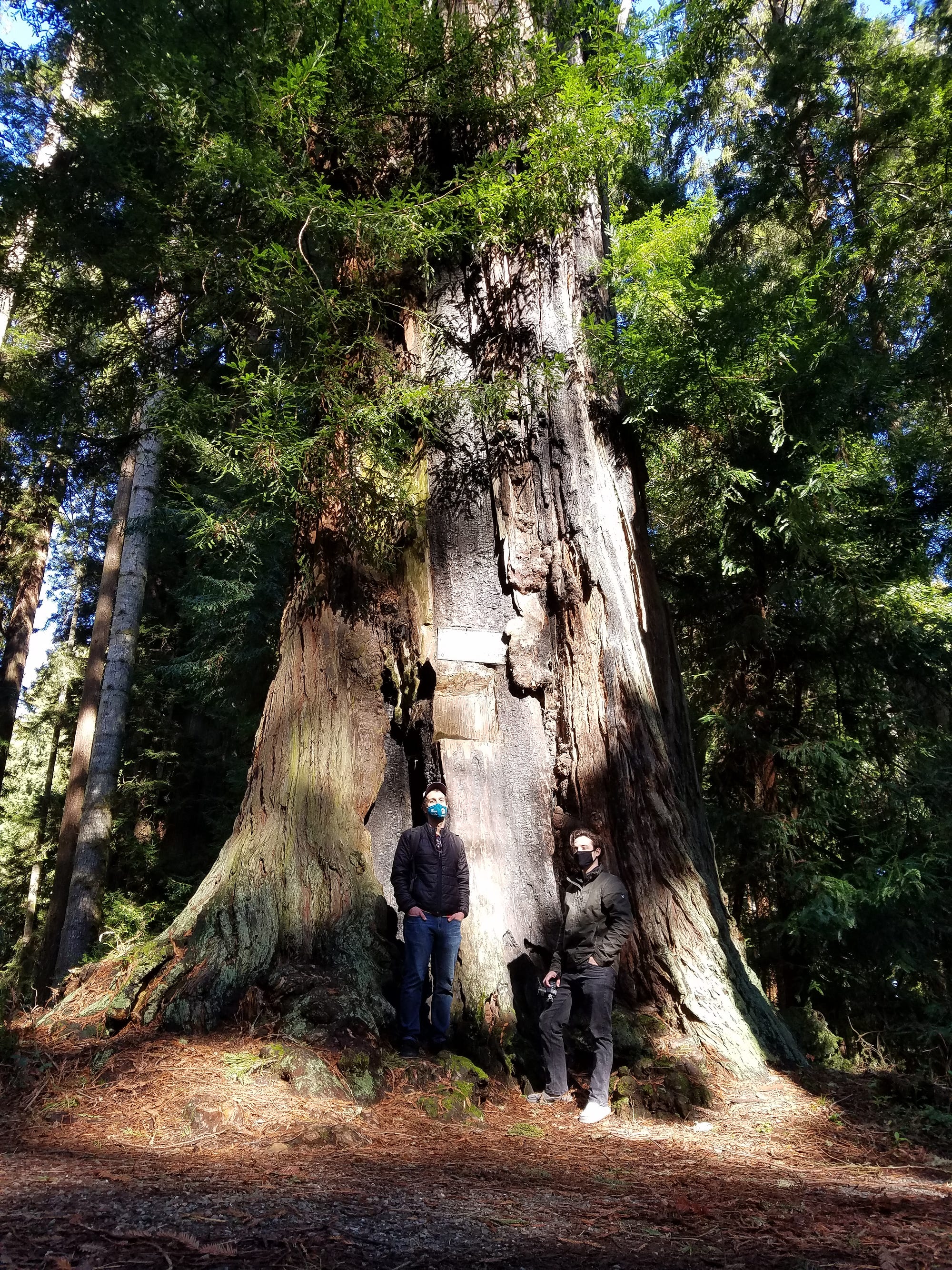MARZ Dreams. Mixtapes from Humboldt County’s… | by California Arts ...