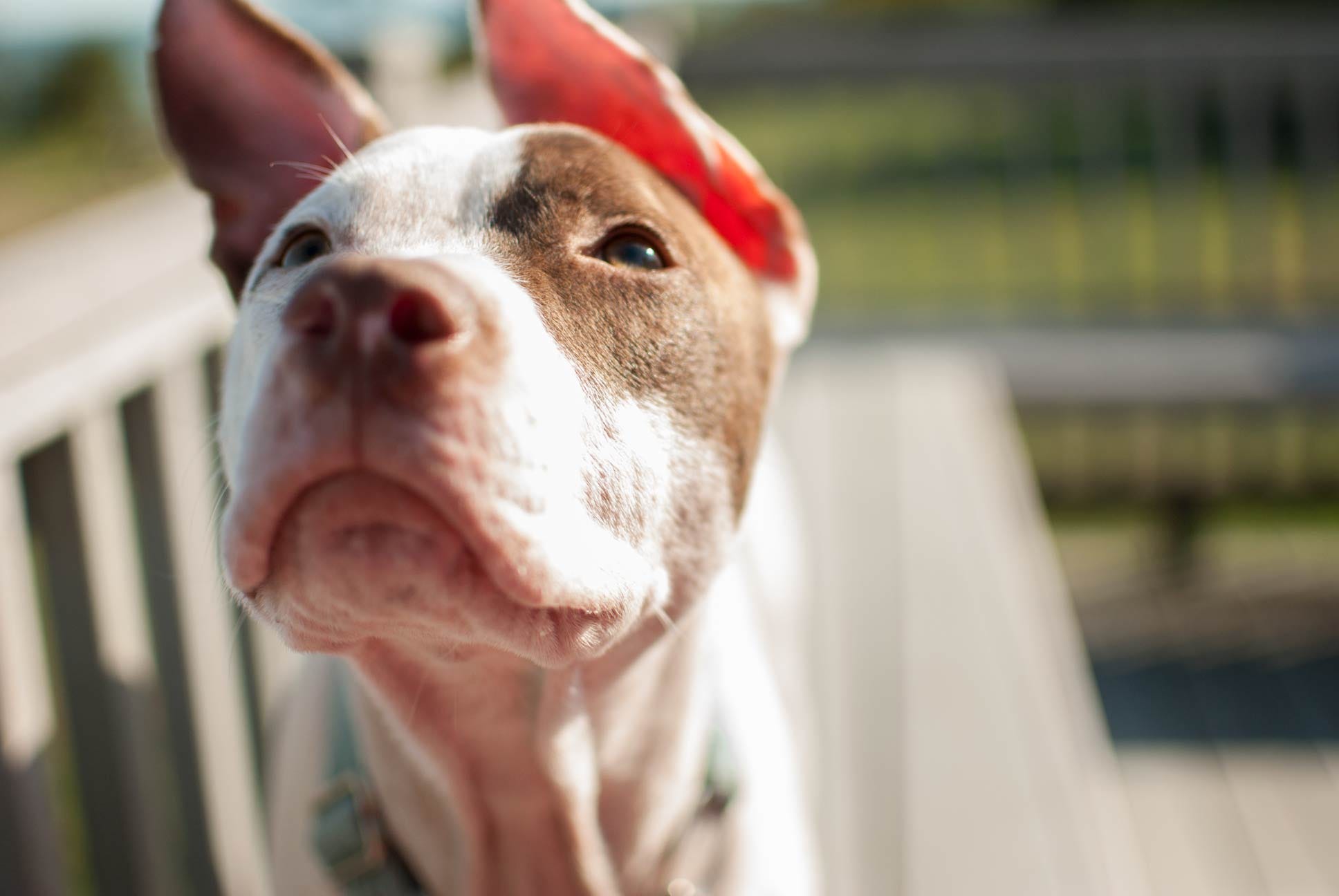 An Ode to Theodore — The Heartbreaking Story of a Miracle Pit Bull and ...