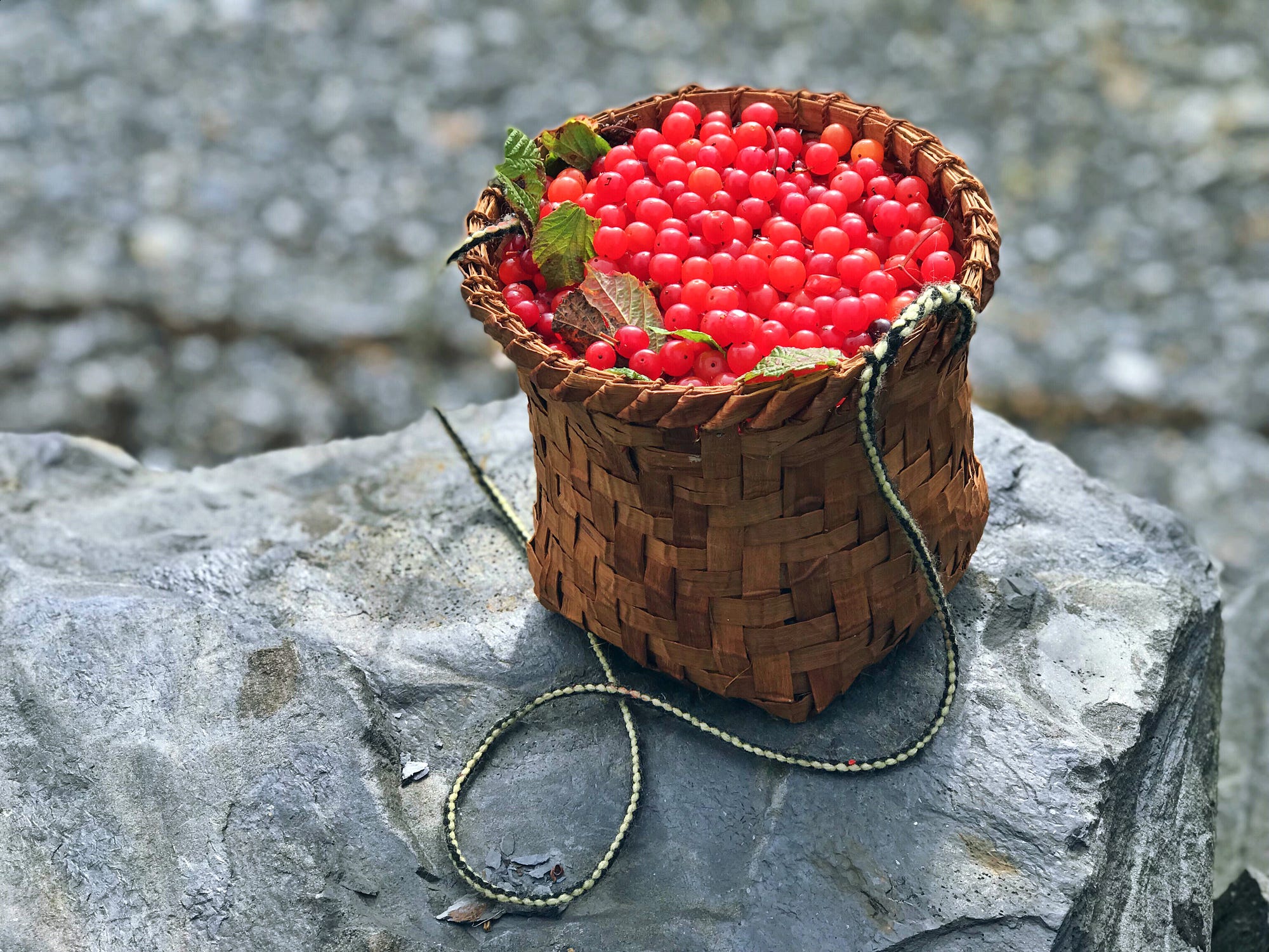 Highbush Cranberries and Traditional Values | by Planet Alaska | Medium