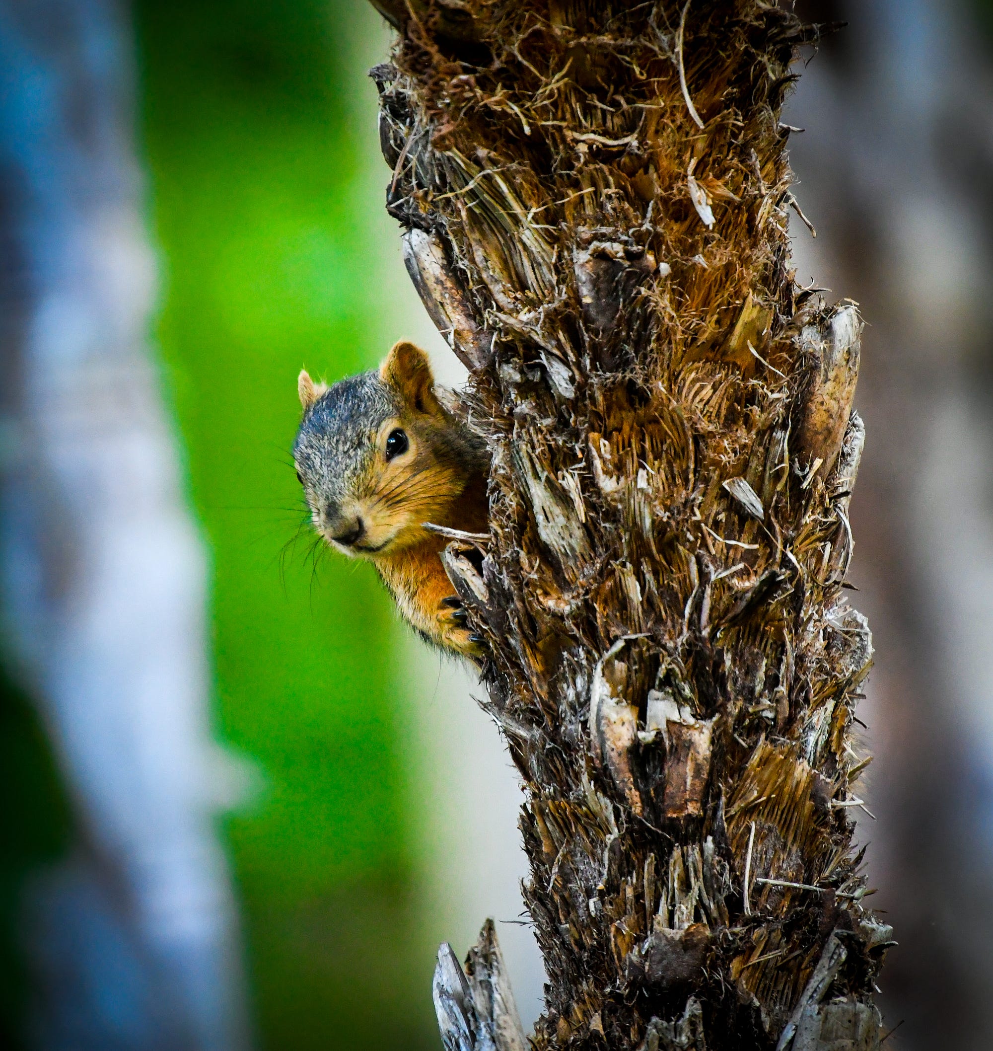 Mrs. Squirrel Comes for Lunch. The daily buffet | by Erika Burkhalter ...