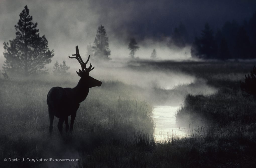 The Wild World of a Nature Photographer | by Jeffrey Roberts | Vantage ...