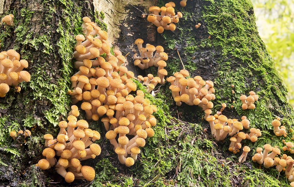 The unique role fungi plays in climate change | by BU Experts | BU ...