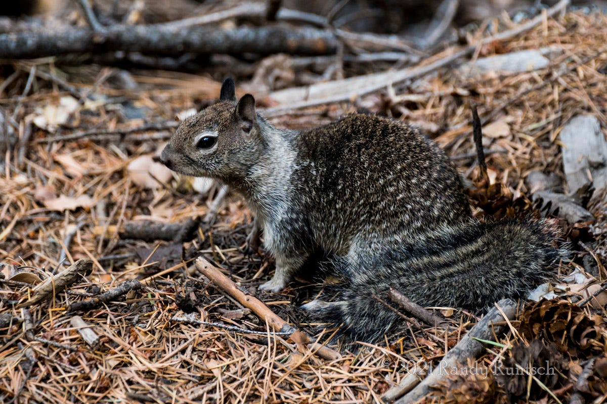 The Smiling Squirrels and Chipmunks of the American West | by Randy ...