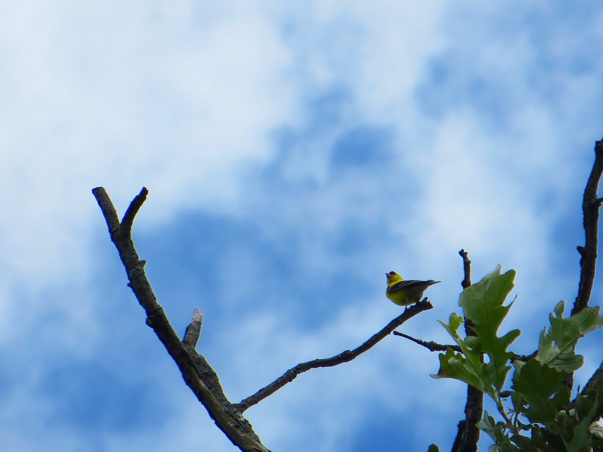 Natural Hamilton in Pictures: Birds - Natural Hamilton in Pictures - Medium