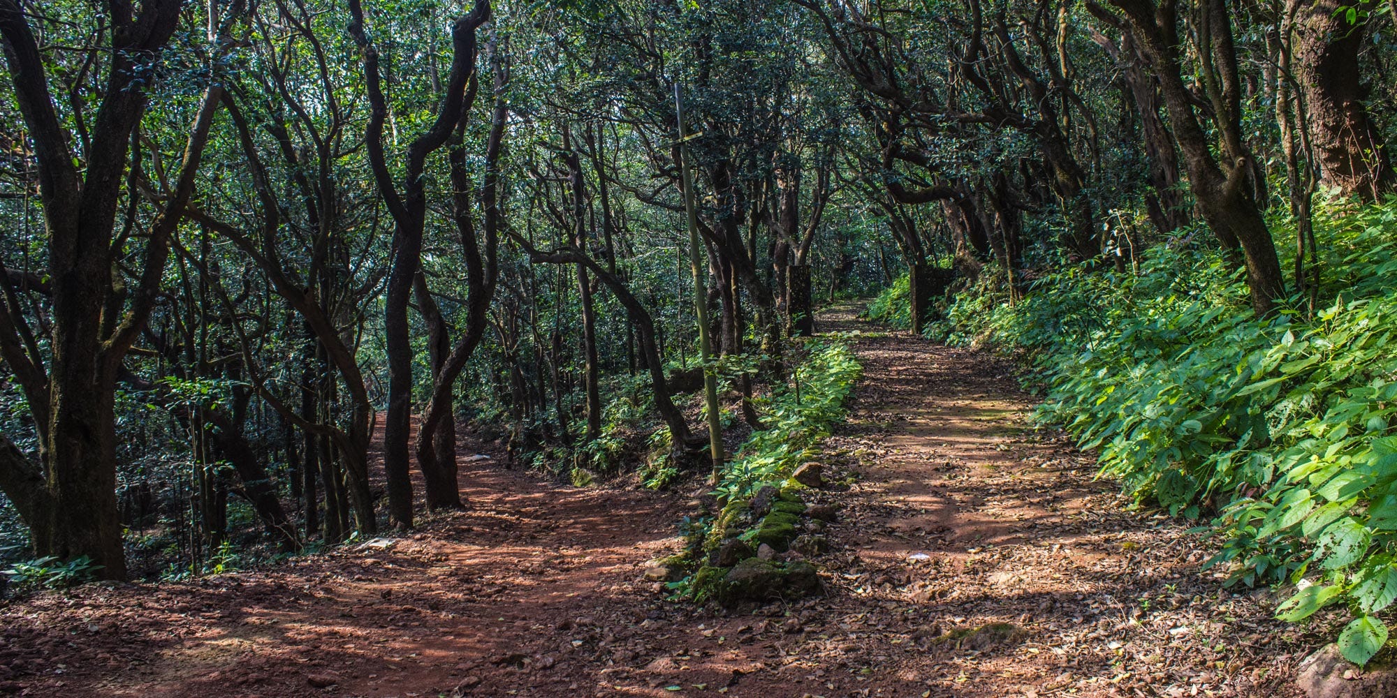 A stroll through Matheran. Nature Trails | by Aishwarya Dwivedi | Medium
