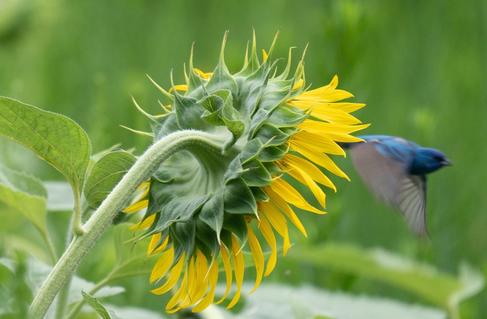 The Beauty of Blurry Birding. The Blurder Movement | by Danielle ...
