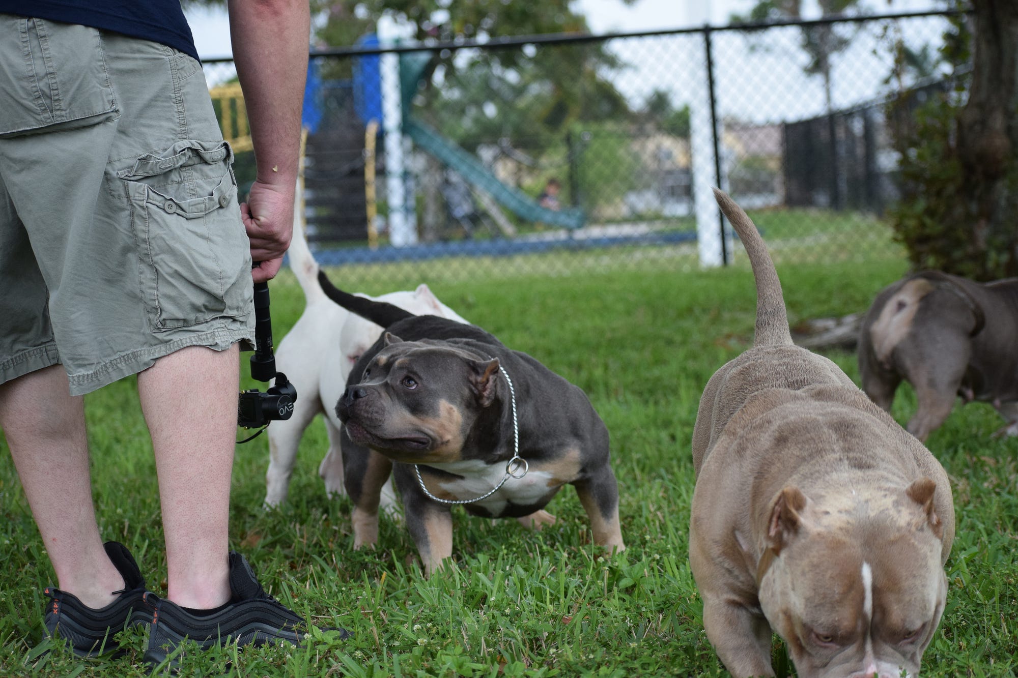 THE EXTREME POCKET BULLY - BULLY KING Magazine - Medium