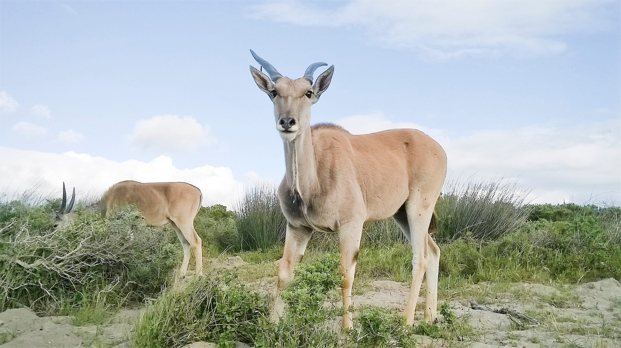 How Eland are Saving the Cape Strandveld | by Wild Ark | WildArk ...