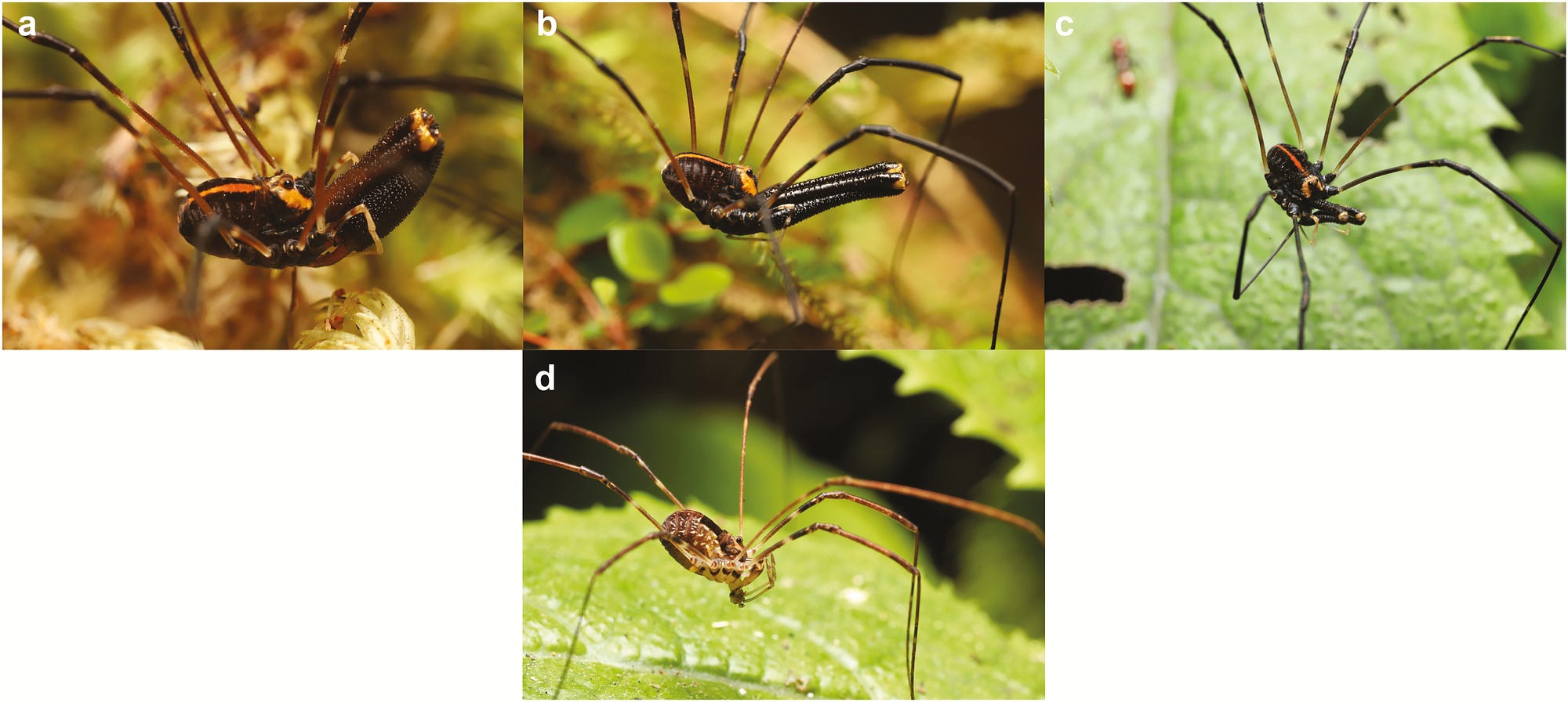 Arachnews: May 31, 2020. Your w̶e̶e̶k̶l̶y̶ r̶e̶g̶u̶l̶a̶r̶… | by Neville ...
