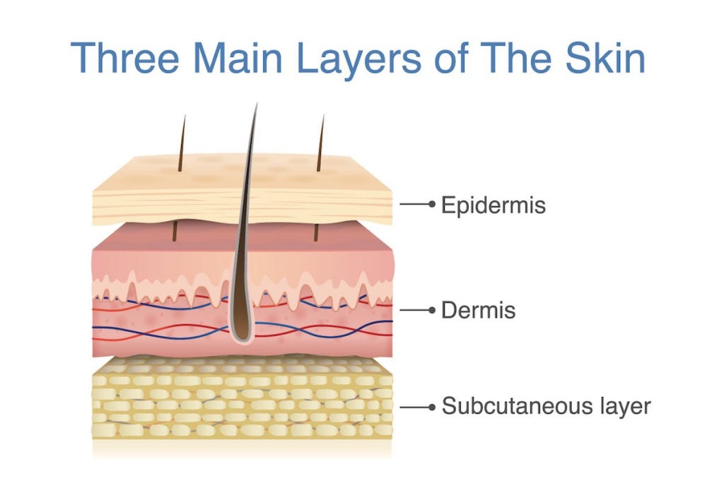 Understanding Our Skin You Might Be Surprised To Know That By Dr Ayesha Fatima Medium