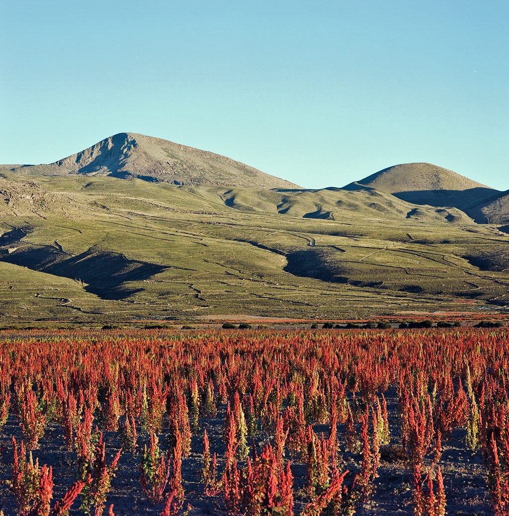 Native Lands: The Birthplace of Quinoa - FERNnews - Medium