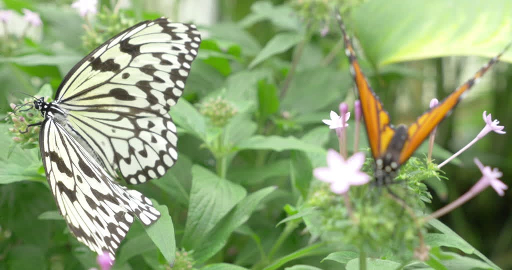 daily poem. la mariposa. butterfly. | by Philippe Jaggi | nonstop ...
