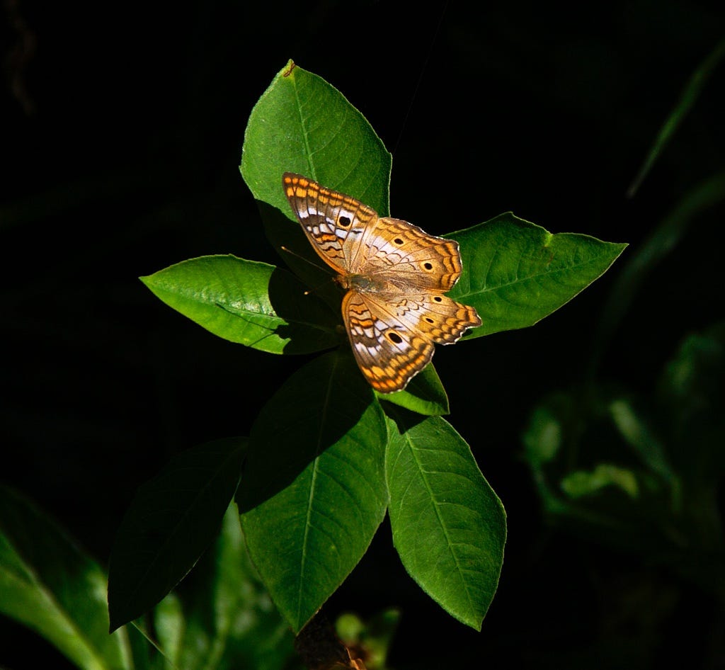 Flowers with Wings. Fourteen fluttering photos | by Ronald C. Flores ...