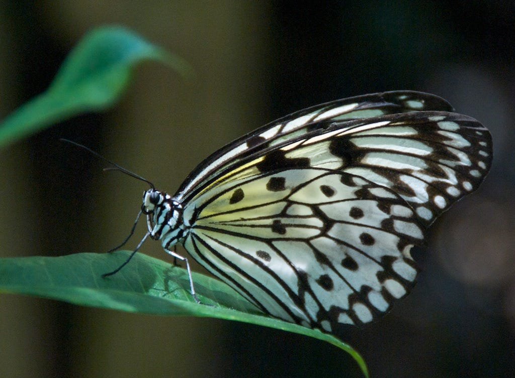 Flowers with Wings. Fourteen fluttering photos | by Ronald C. Flores ...