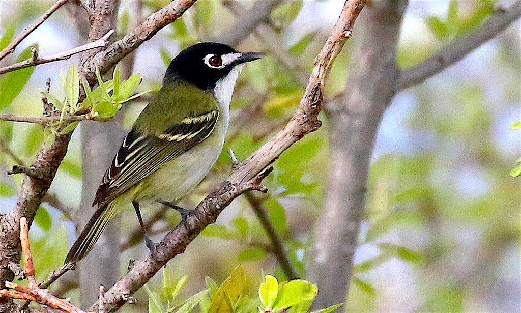 Black-Capped Vireos Show Great Recovery | by U.S. Fish & Wildlife ...