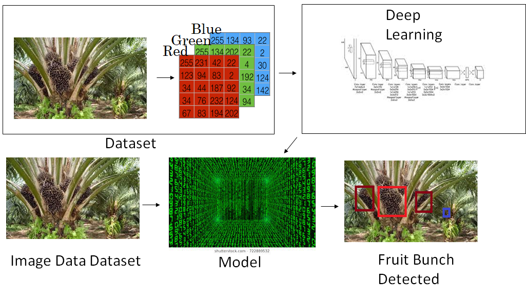 Computer Vision on Palm Oil : Ripeness prediction opportunity | by ...